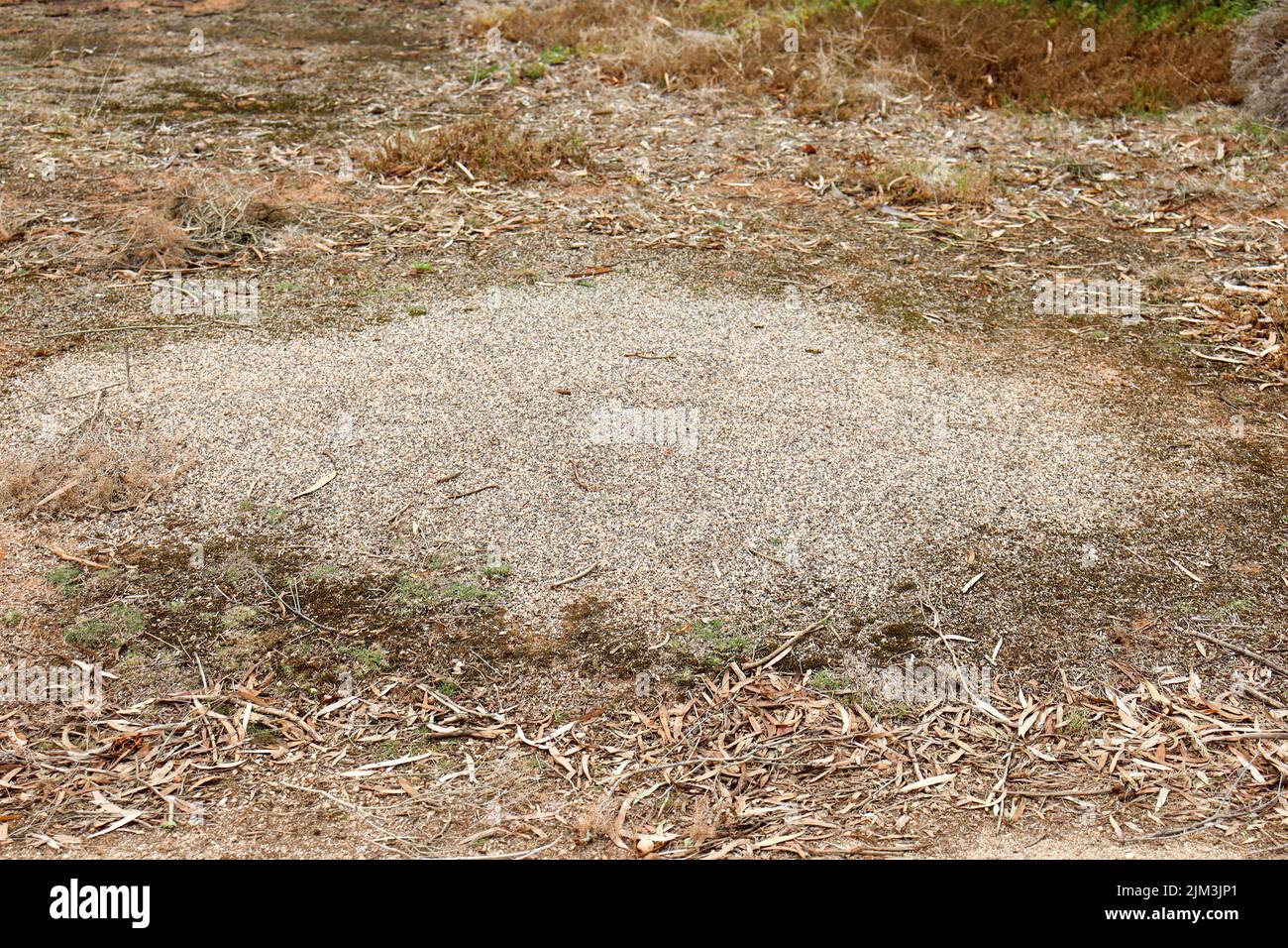 anthill in arid australian landscape Stock Photo - Alamy