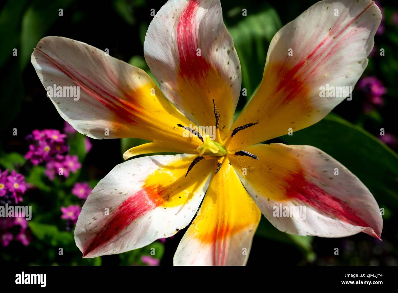 A closeup of a multi colored tuplip at Butchart Gardens, Victoria, BC ...