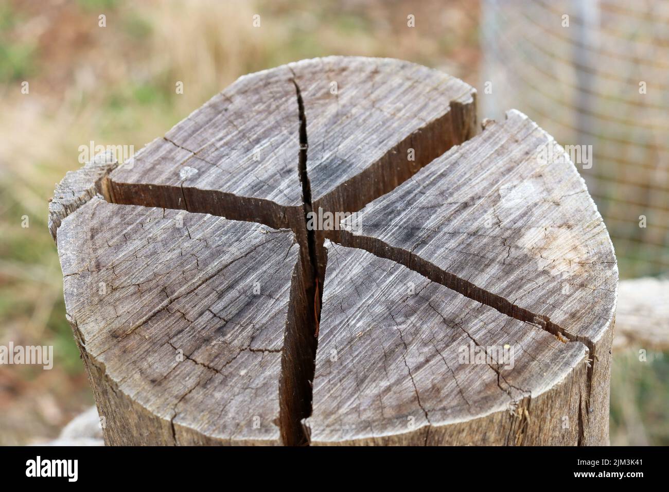 cross section of cracked wooden pine post Stock Photo - Alamy