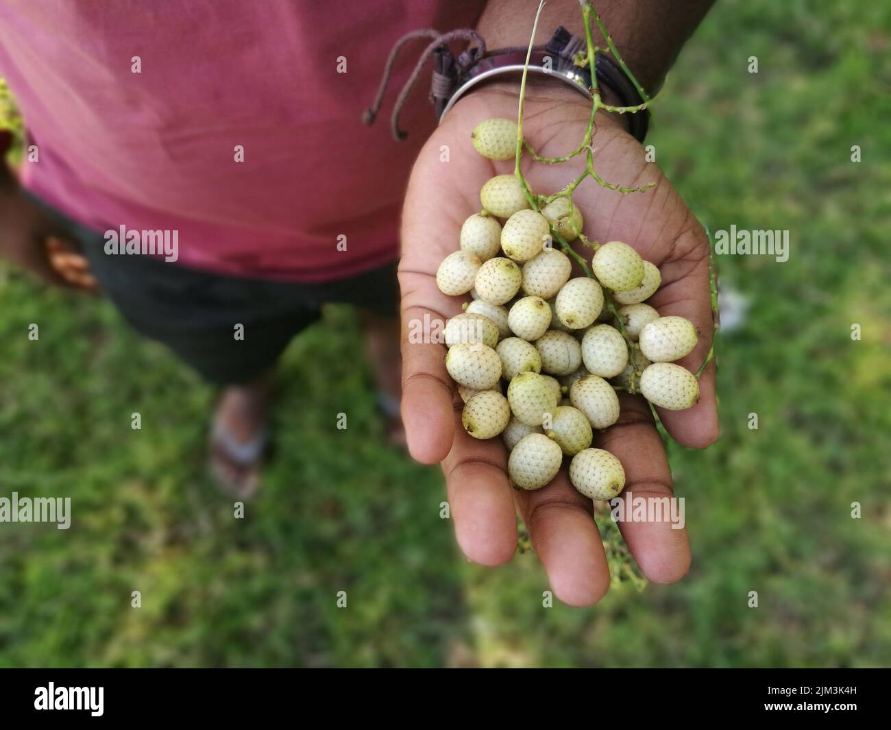 A top view of a person holding cane fruits Stock Photo - Alamy