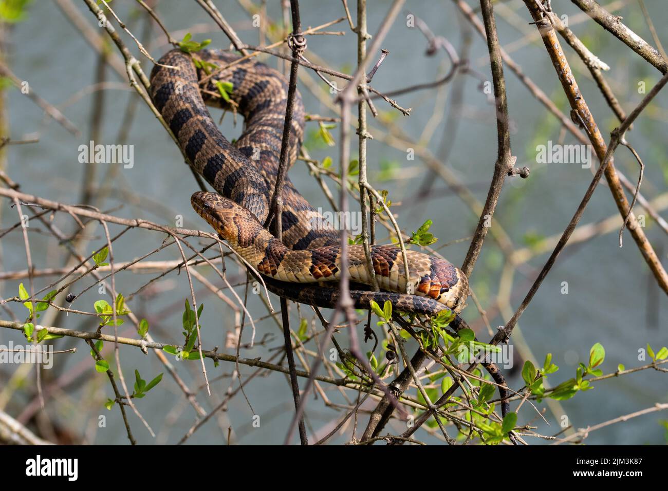 A Shallow focus of a Queen snake on tree branches Stock Photo - Alamy