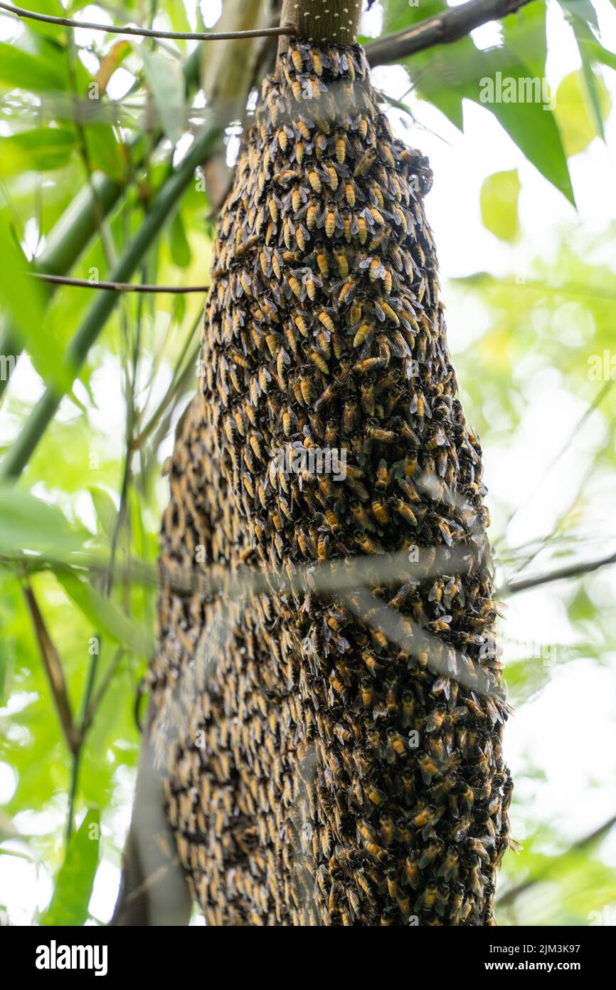 A closeup of Honeybee swarm hanging on a tree branch Stock Photo - Alamy