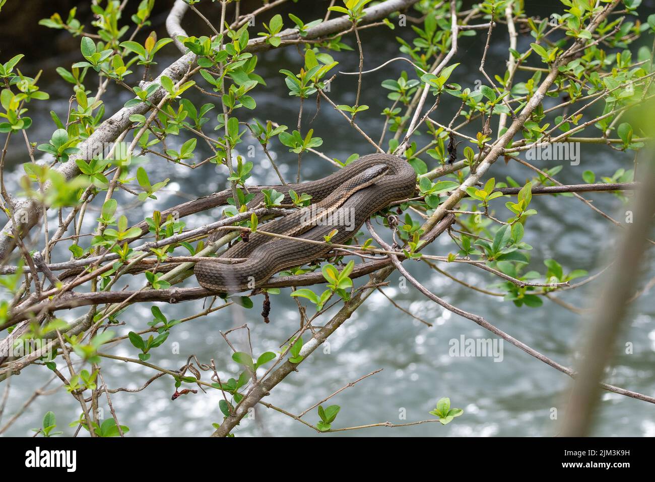 A shallow focus of a Queen snake on tree branches Stock Photo - Alamy