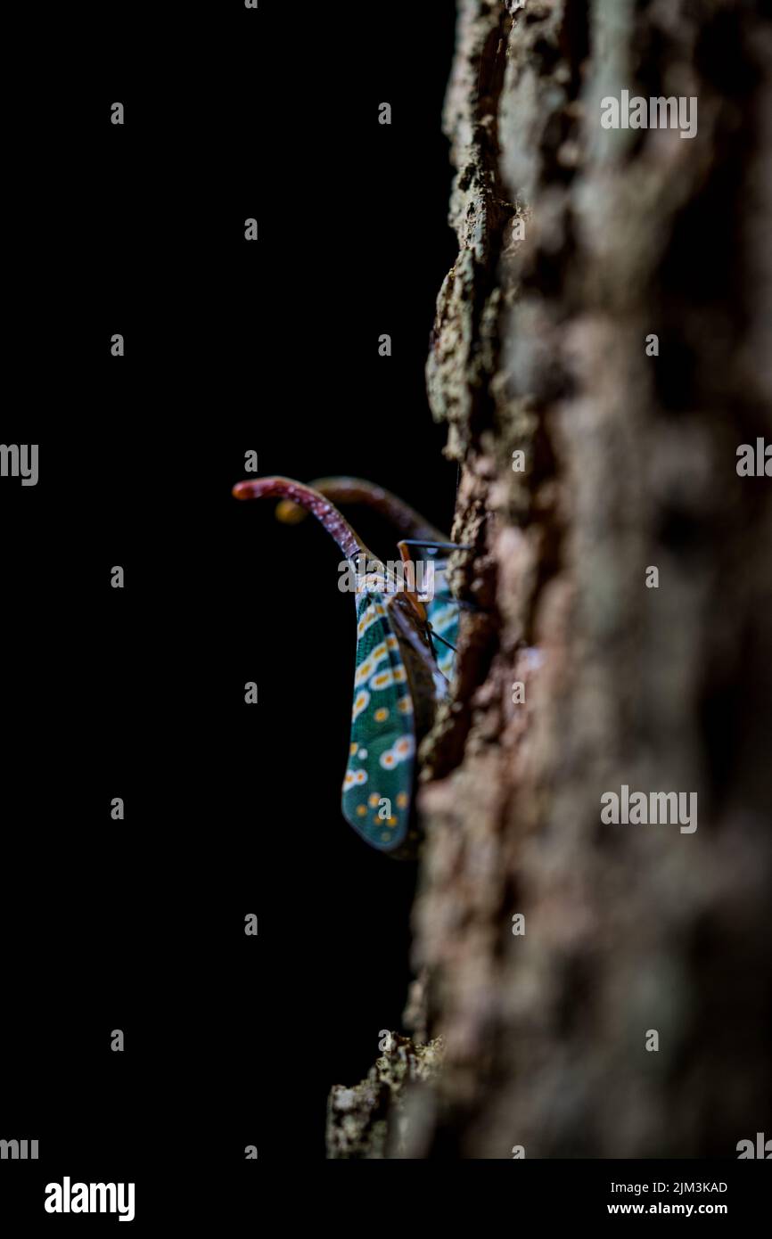 A vertical macro shot of a pair of Pyrops Candelaria lantern bugs on a ...
