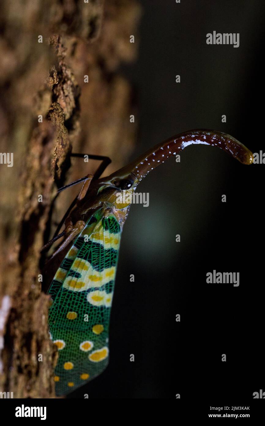 A vertical macro shot of a Pyrops Candelaria lantern bug on a tree ...