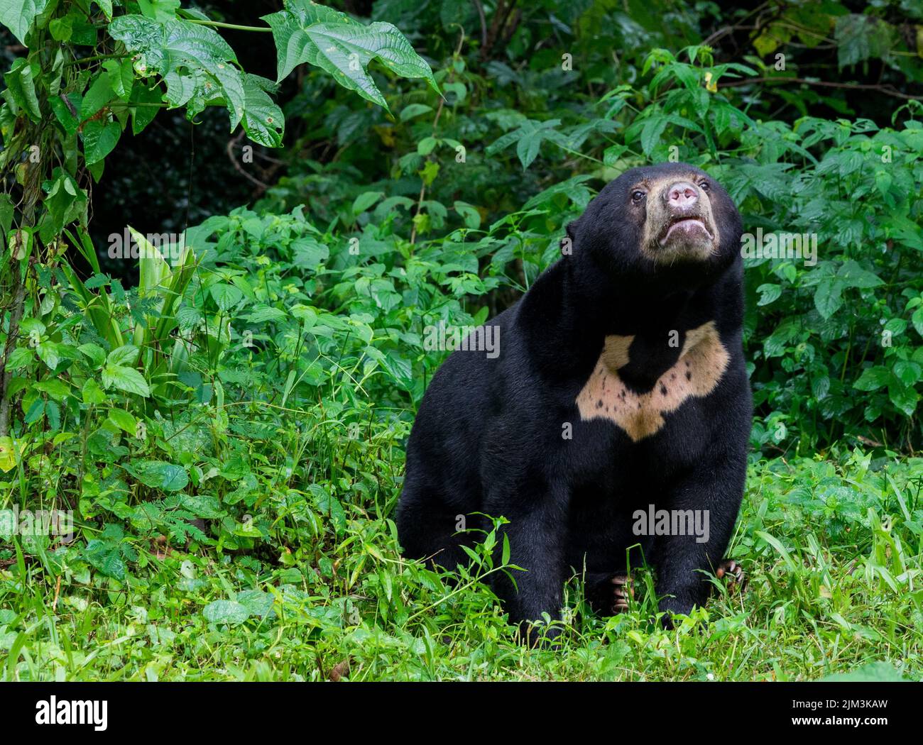 An adorable a Sun bear (Helarctos malayanus) sitting in green grass and ...