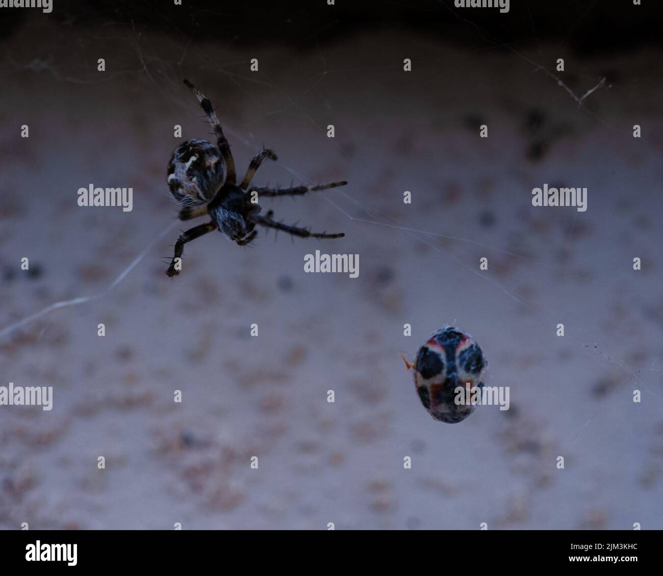 Novius cardinalis hi-res stock photography and images - Alamy