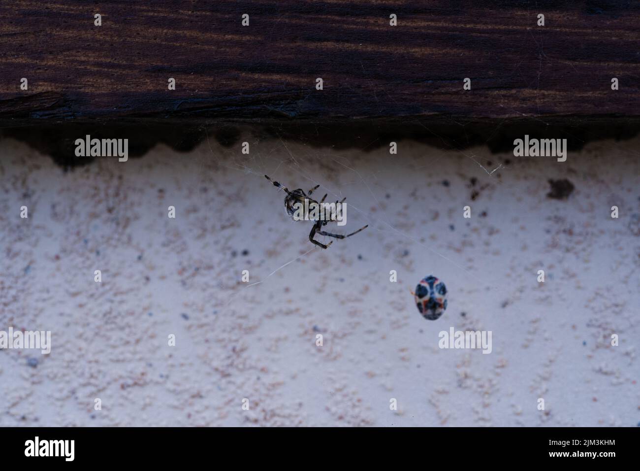 Novius cardinalis hi-res stock photography and images - Alamy