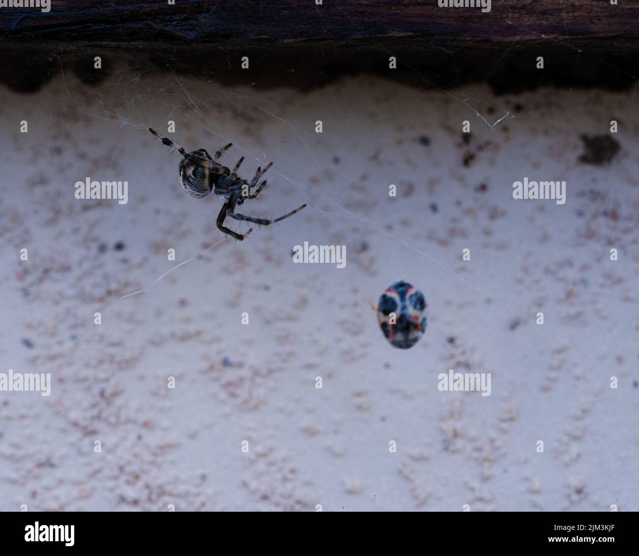 Novius cardinalis hi-res stock photography and images - Alamy