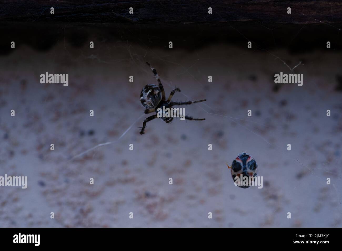 Novius cardinalis hi-res stock photography and images - Alamy