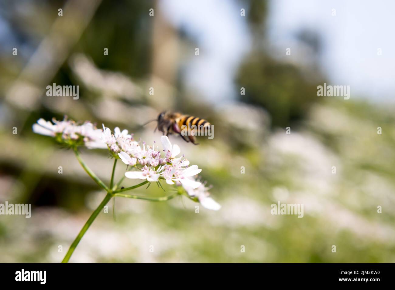 A bee collecting nectar from flower of coriander. scientific name of ...
