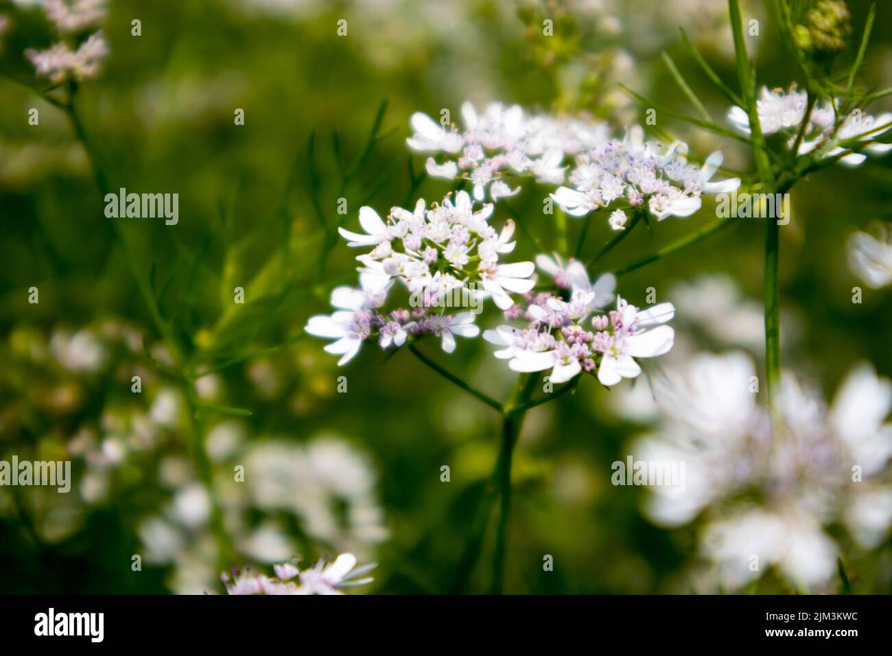 Flower of a coriander plant in a sunny day with fully blured background ...