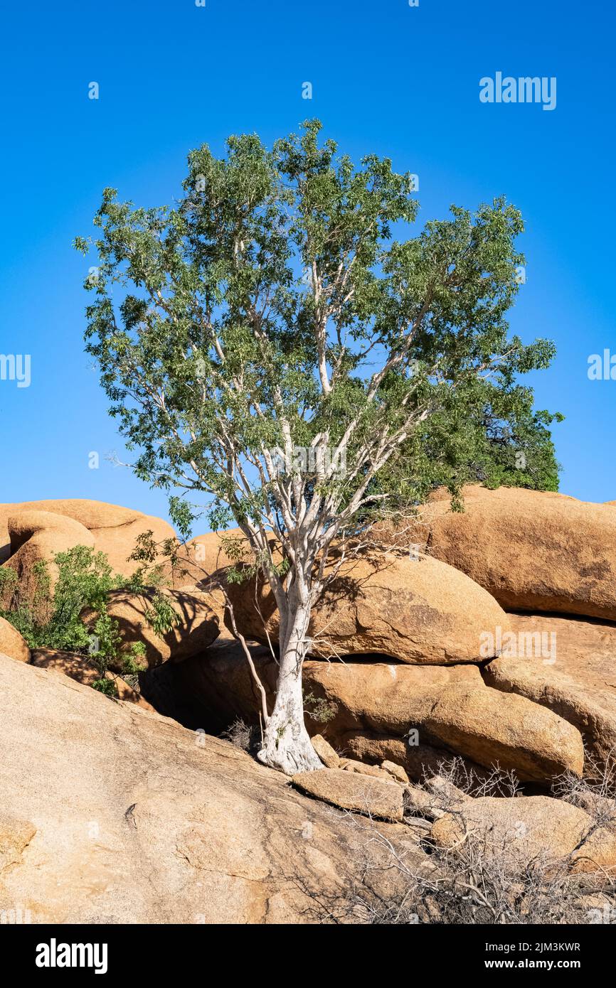 Namibian the rocks of Spitzkoppe in Damaraland, landscape with a tree ...