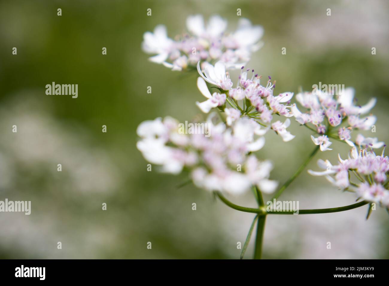 Flower of a coriander plant in a sunny day with fully blured background ...