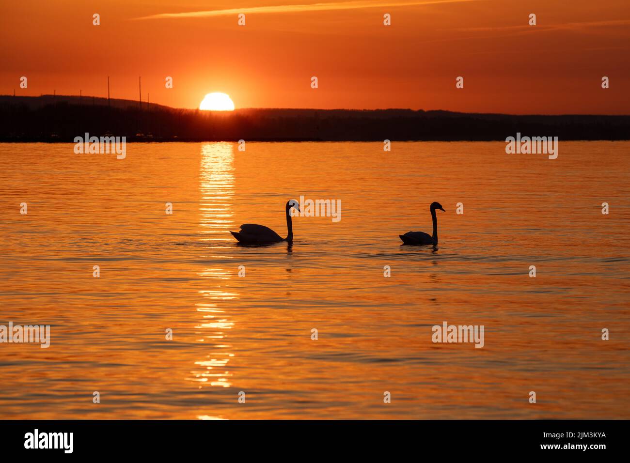 A beautiful landscape with silhouettes of two swans on the lake at ...