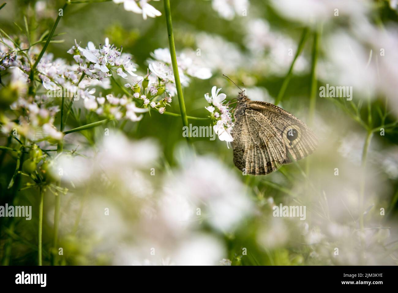 A brown butterfly in the flower of coriander. scientific name of ...