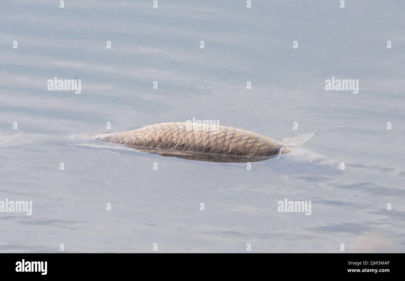 a close-up with a dead carp fish floating on the surface of the water ...