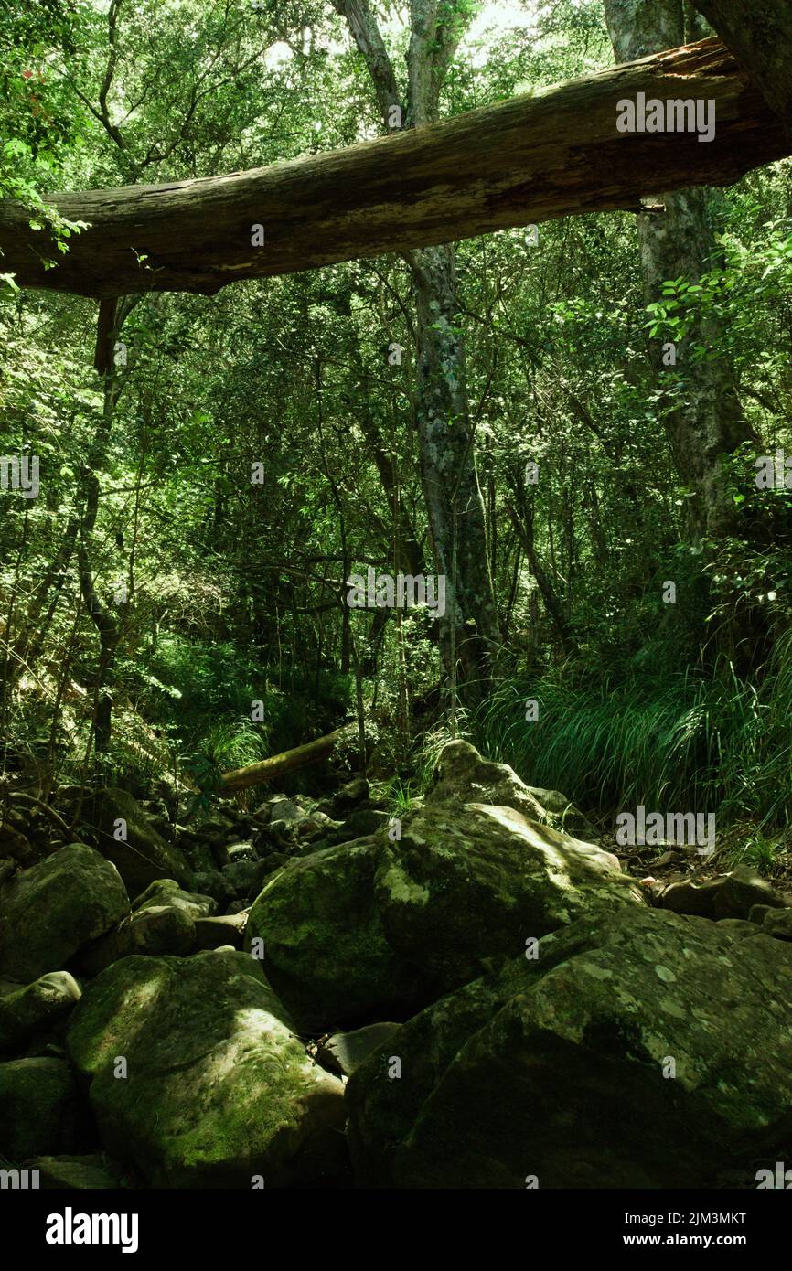 The forest with dense trees and mossy rocks under sunlight Stock Photo ...