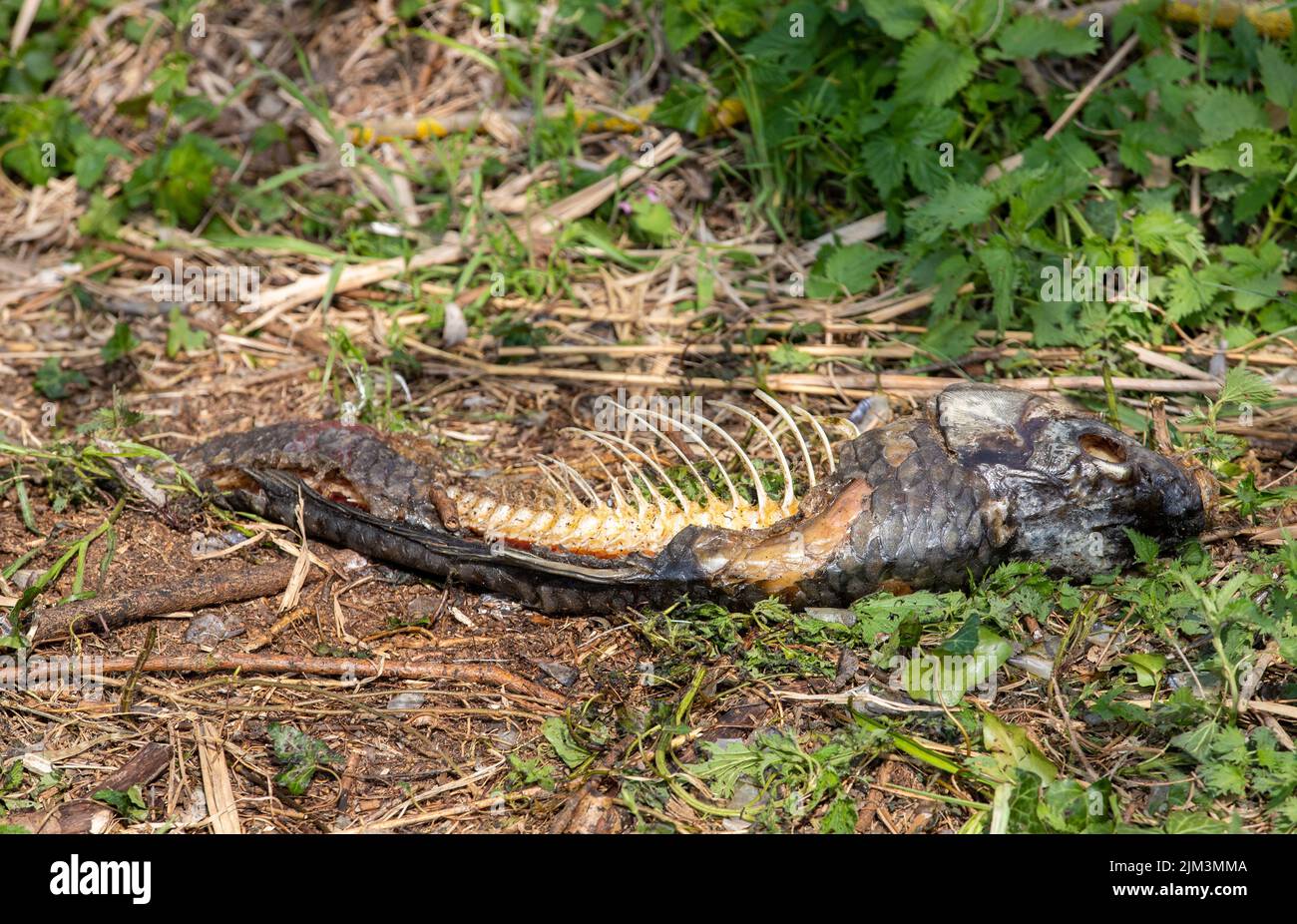 a close up with a decaying fish on the ground Stock Photo - Alamy