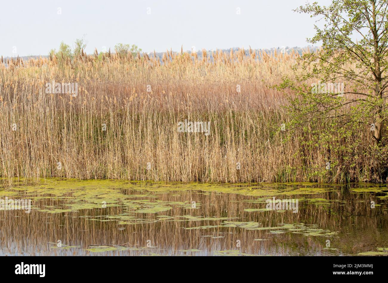 Landscape from the Small Balaton Lake area - Hungary, spring, nature ...