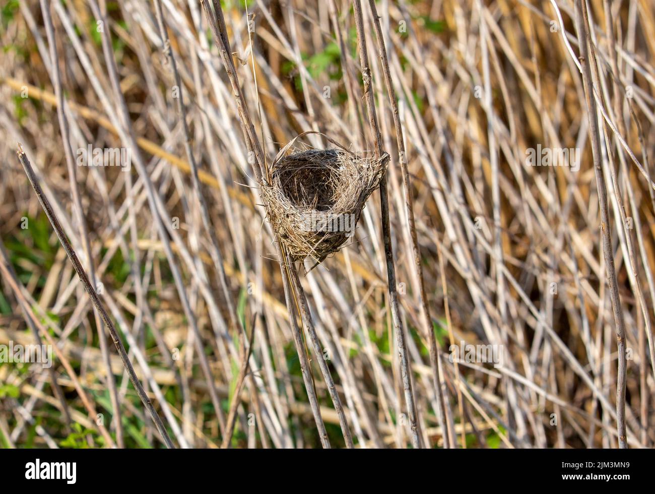 A closeup shot of a Acrocephalus arundinaceus bird's nest Stock Photo ...