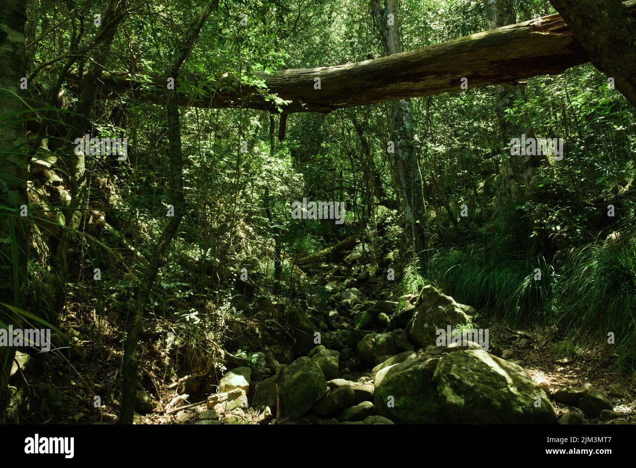 The forest with dense trees and mossy rocks under sunlight Stock Photo ...