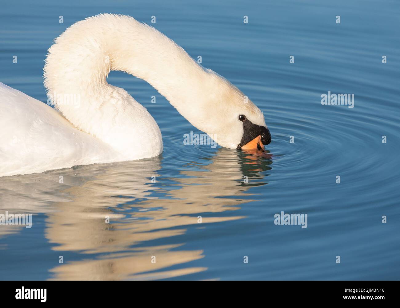 a close-up with the head of a white swan with its beak in the water ...