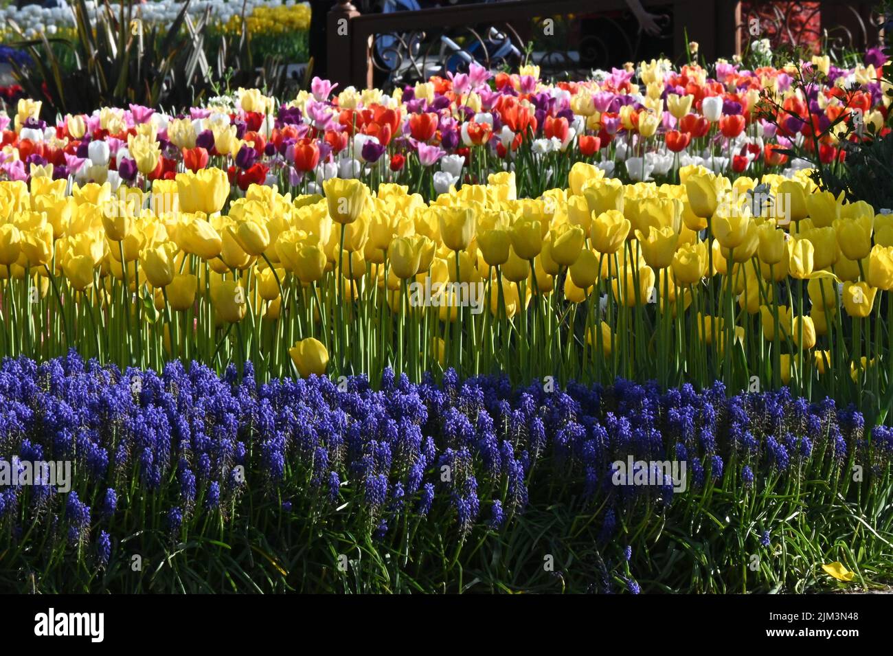 The rows of blooming colorful tulips on a field Stock Photo - Alamy