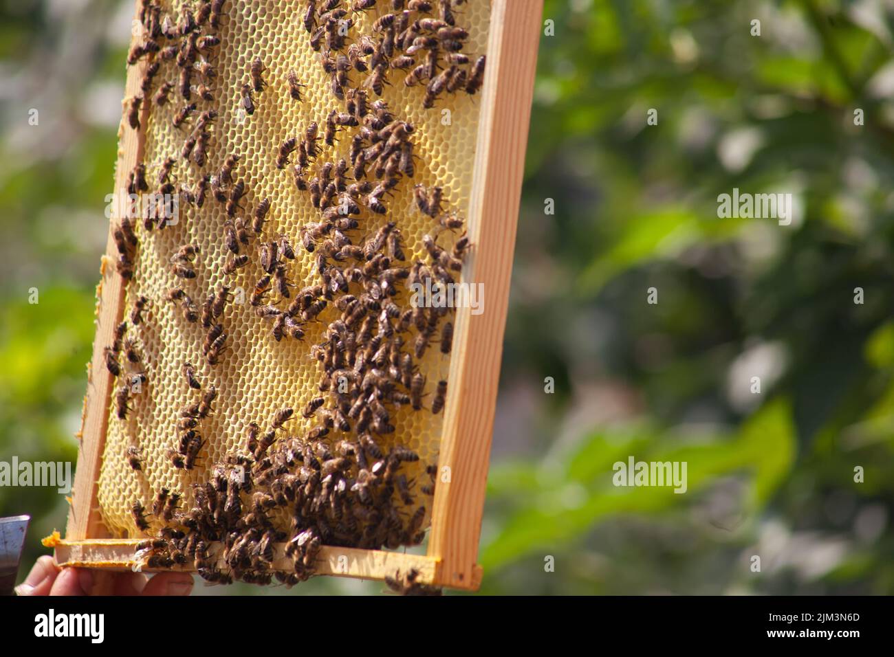 Frame with honeycombs and bees, selective focus of bees on honeycombs ...