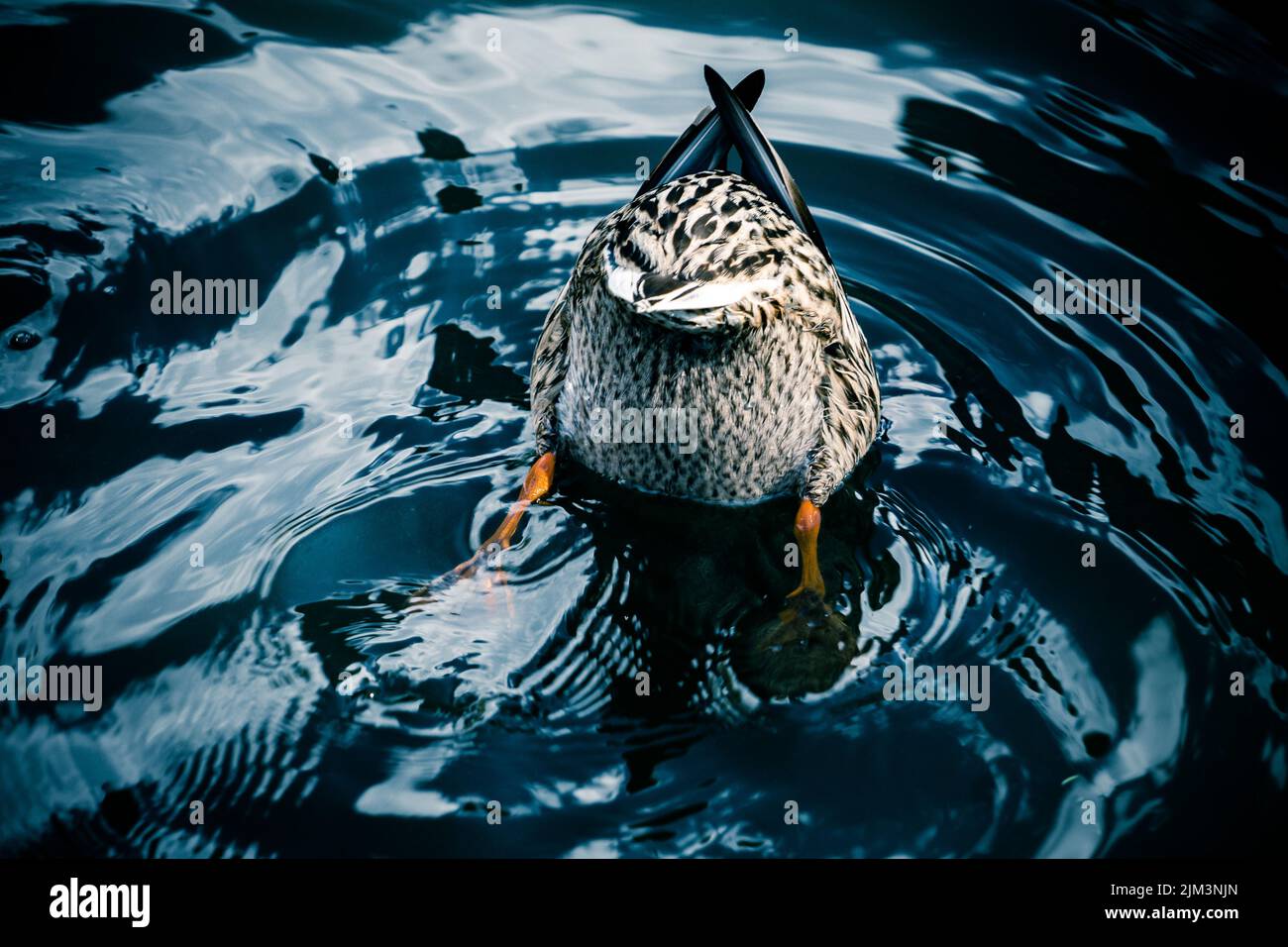 A bird diving in the water Stock Photo - Alamy