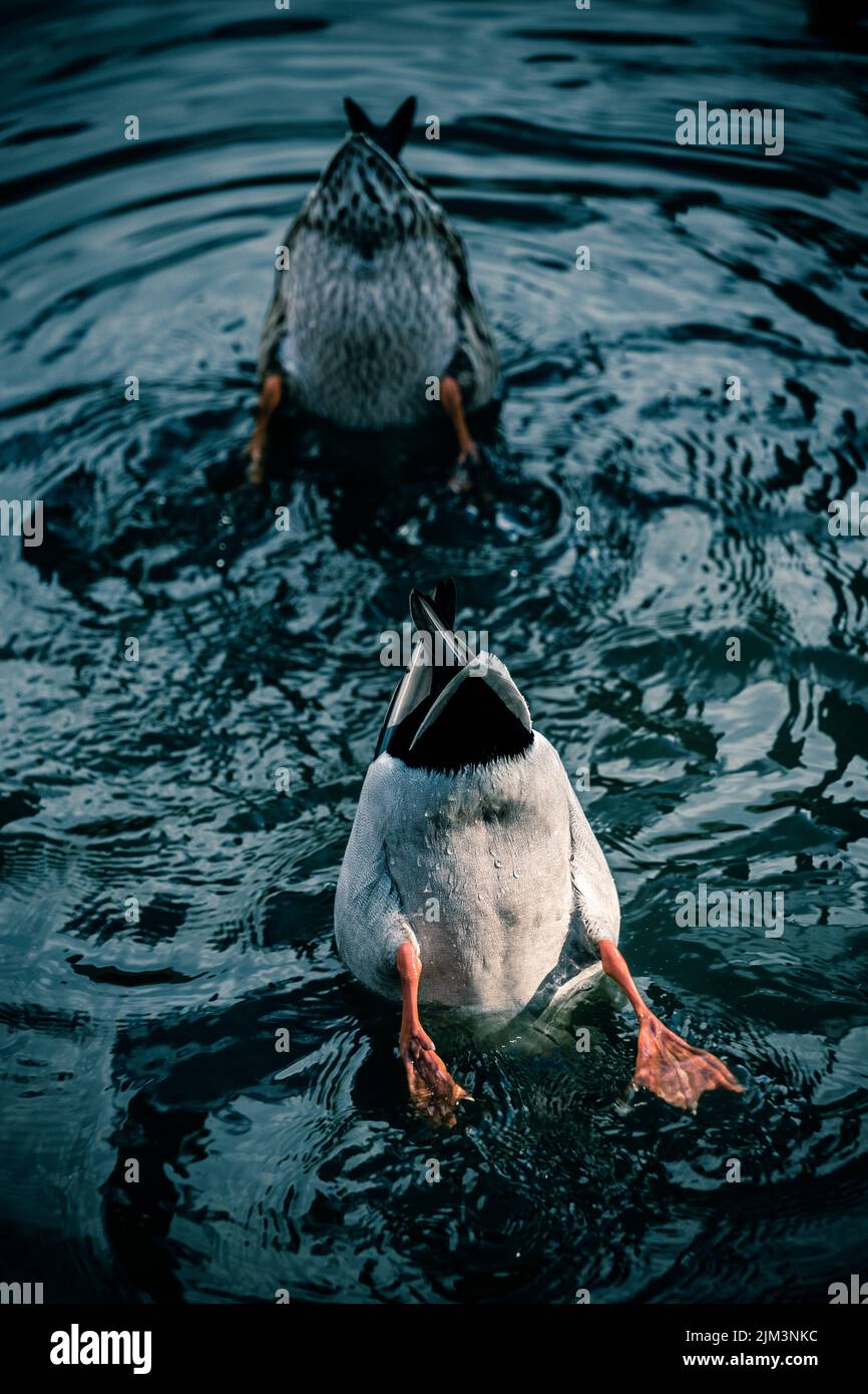 Two birds diving in the water Stock Photo - Alamy