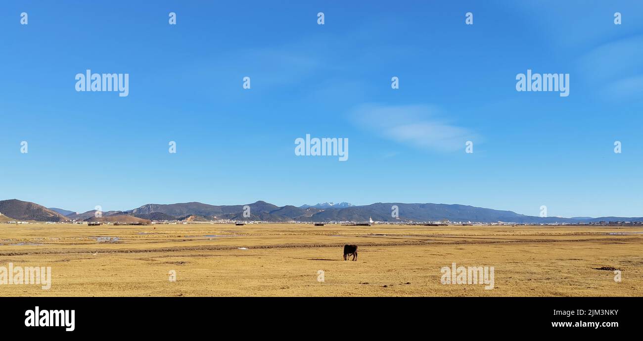 An animal grazing the grass in Shangri-La countryside, China Stock ...