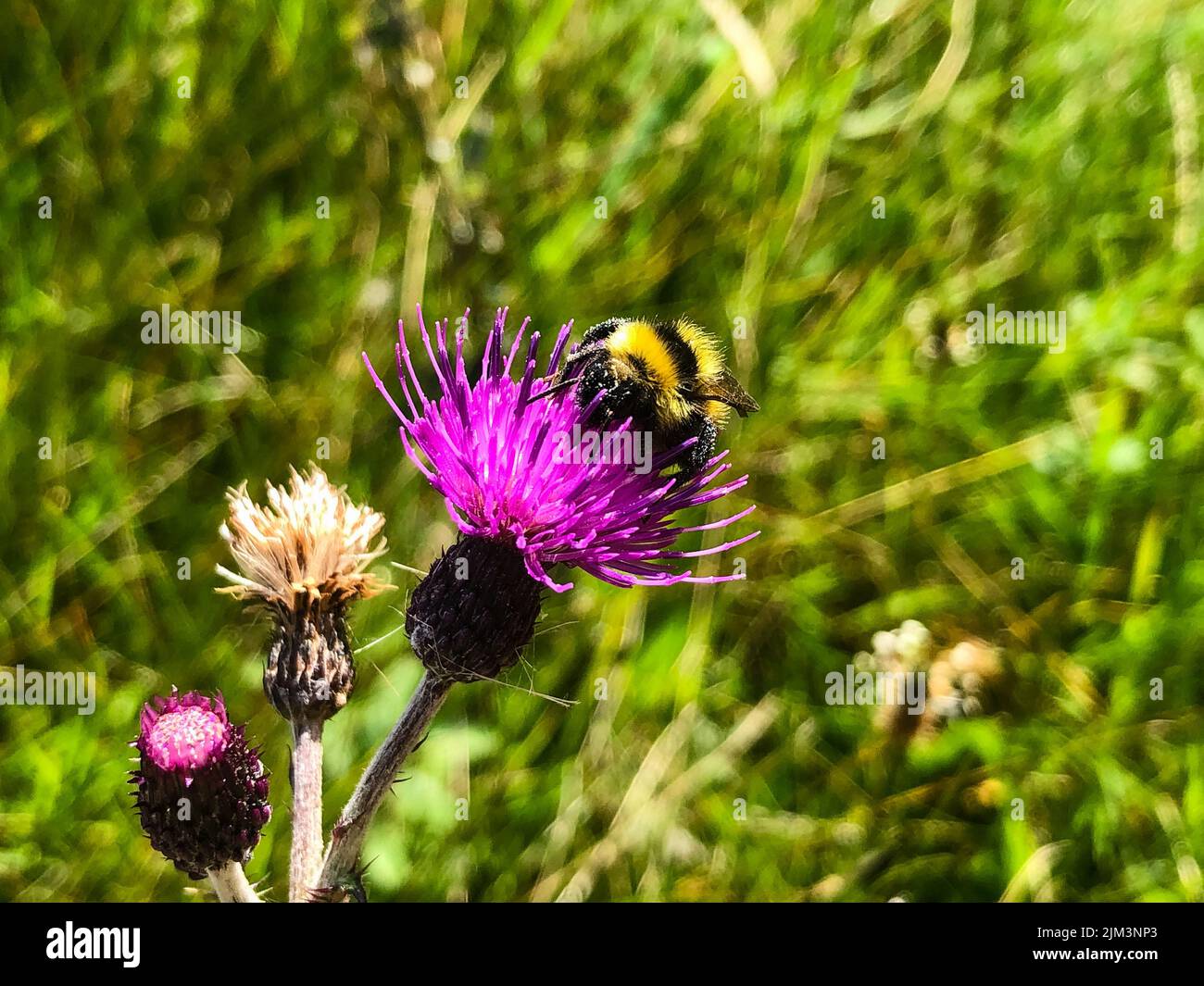 Bee pollinates a flower. Bee lands on a flower. Bee collects pollen ...