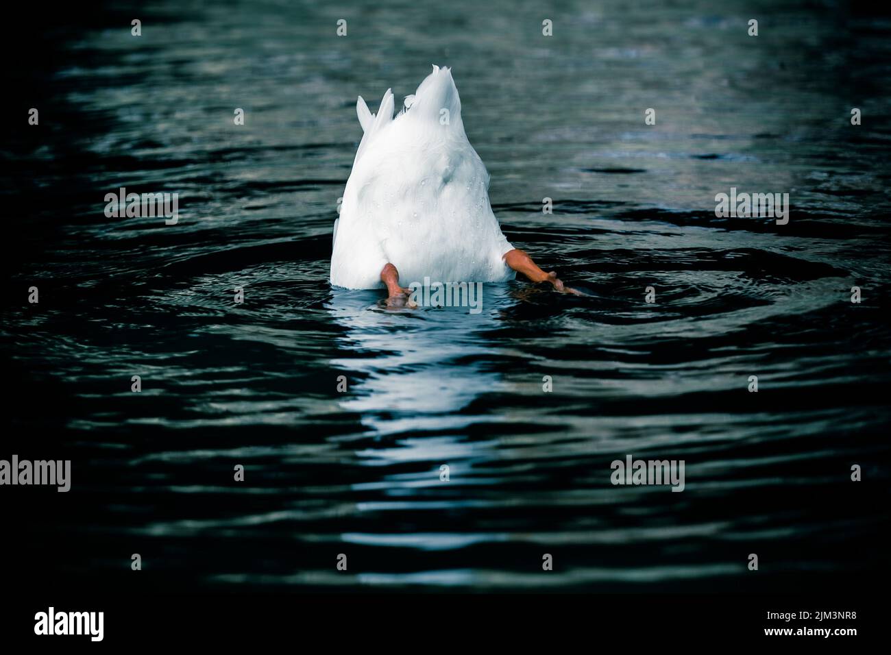 A bird diving in the water Stock Photo - Alamy