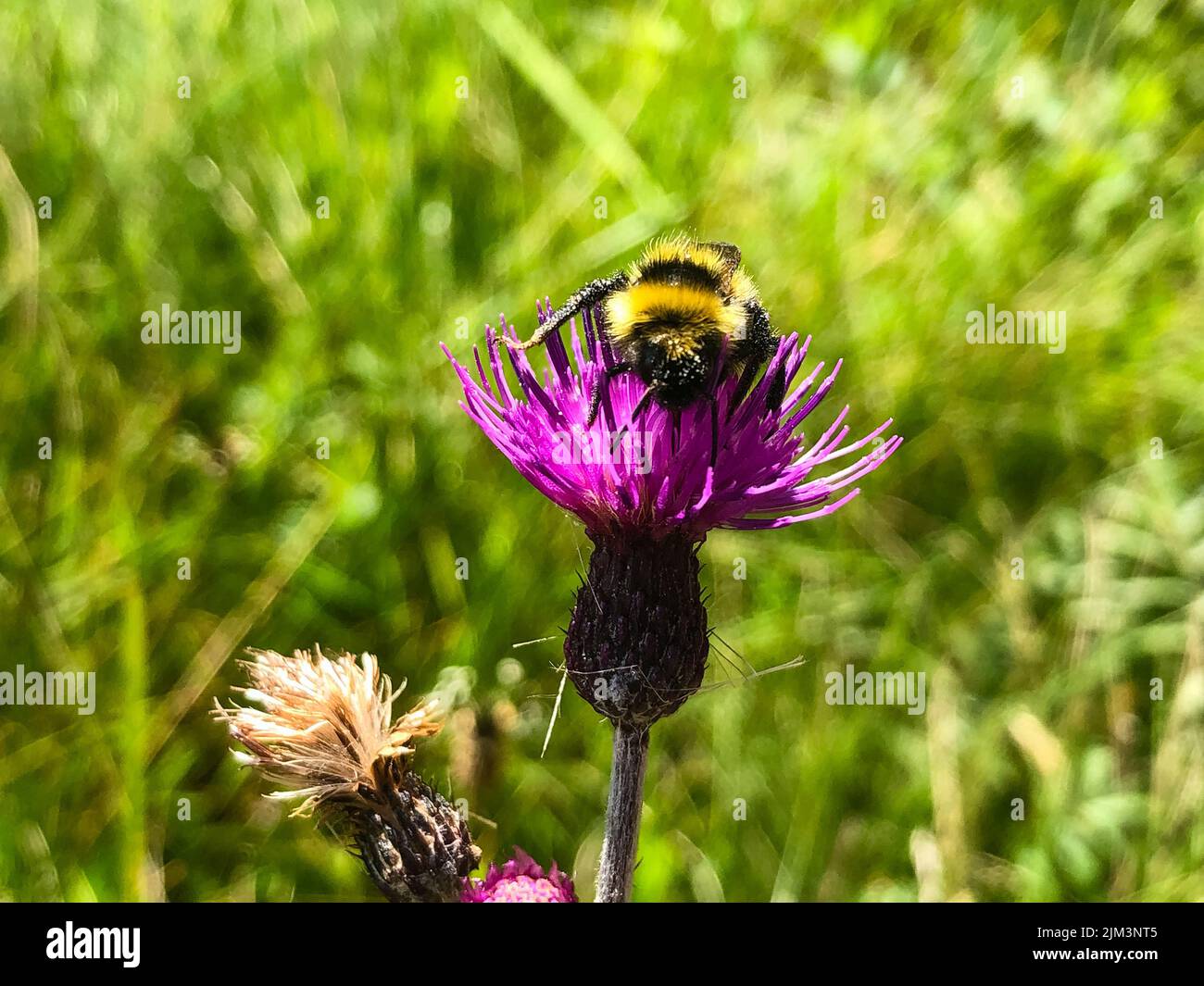 Bee pollinates a flower. Bee lands on a flower. Bee collects pollen ...