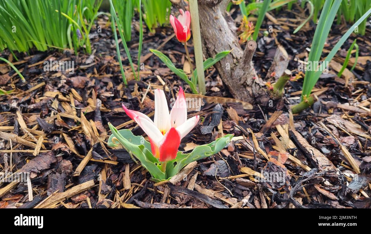 A low-growing variety of tulip with wide striped leaves and red-yellow ...