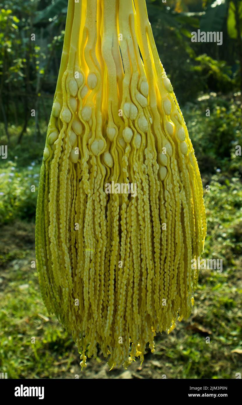 Areca palm seeds also known as arecanut in a winter morning and dew ...