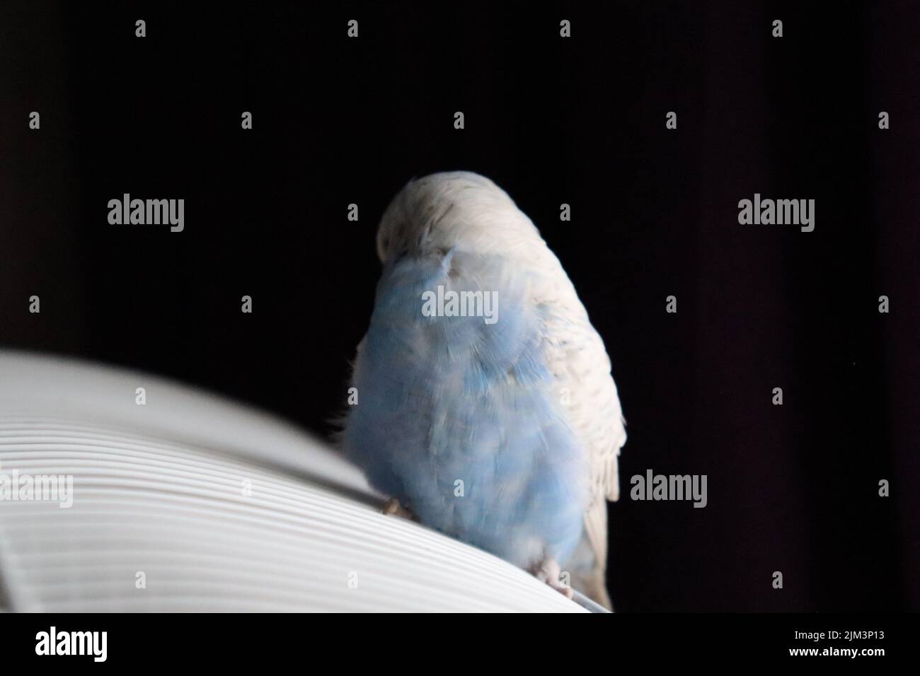 A back view of a budgie bird on a cage Stock Photo - Alamy