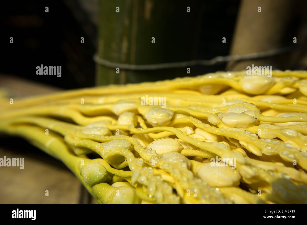 Areca palm seeds also known as arecanut in a winter morning and dew ...