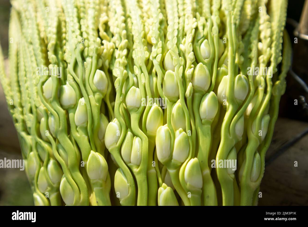 Areca palm seeds or flower also known as arecanut in a winter morning ...
