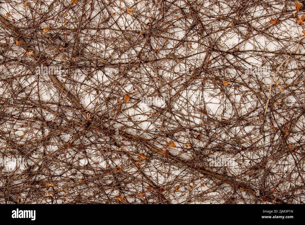 Many dried vines of a hanging plant on a wall, wire, vine, dry Stock ...
