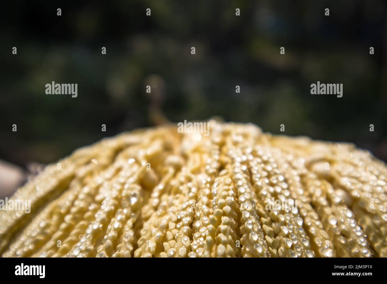 Areca palm seeds also known as arecanut in a winter morning and dew ...