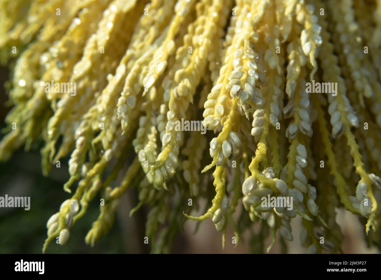 Areca palm seeds also known as arecanut in a winter morning and dew ...