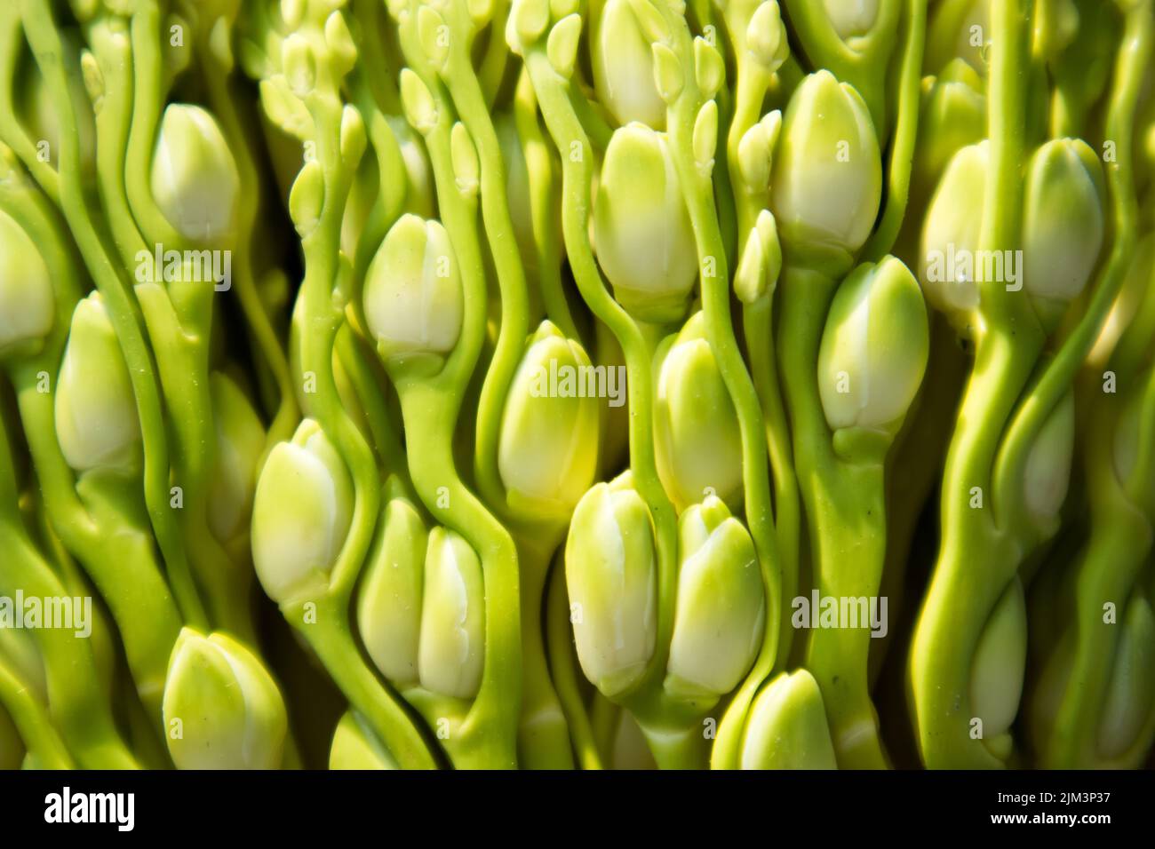 Areca palm seeds or flower also known as arecanut in a winter morning ...