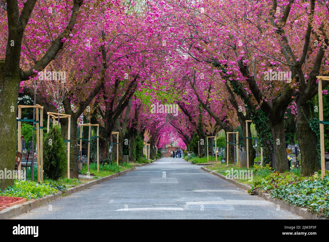 an alley among flowering Japanese cherry trees,tunnel.beautiful Stock ...