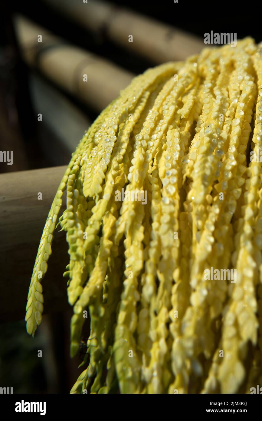 Areca palm seeds also known as arecanut in a winter morning and dew ...