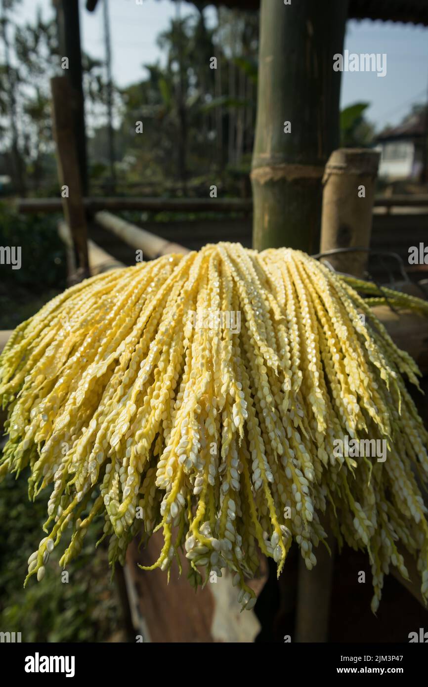 Areca palm seeds also known as arecanut in a winter morning and dew ...