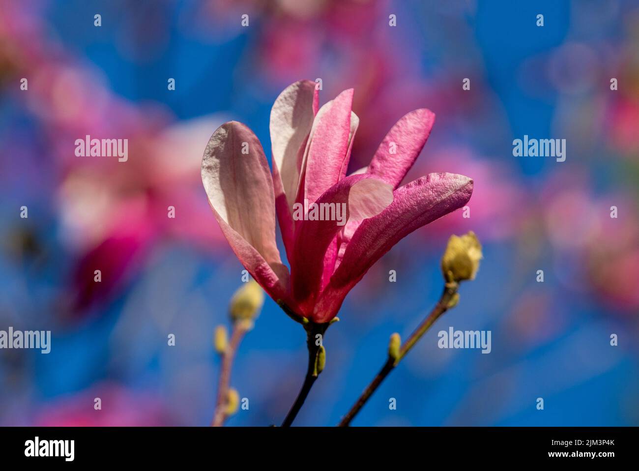 Closeup magnolia blossom under hi-res stock photography and images - Alamy
