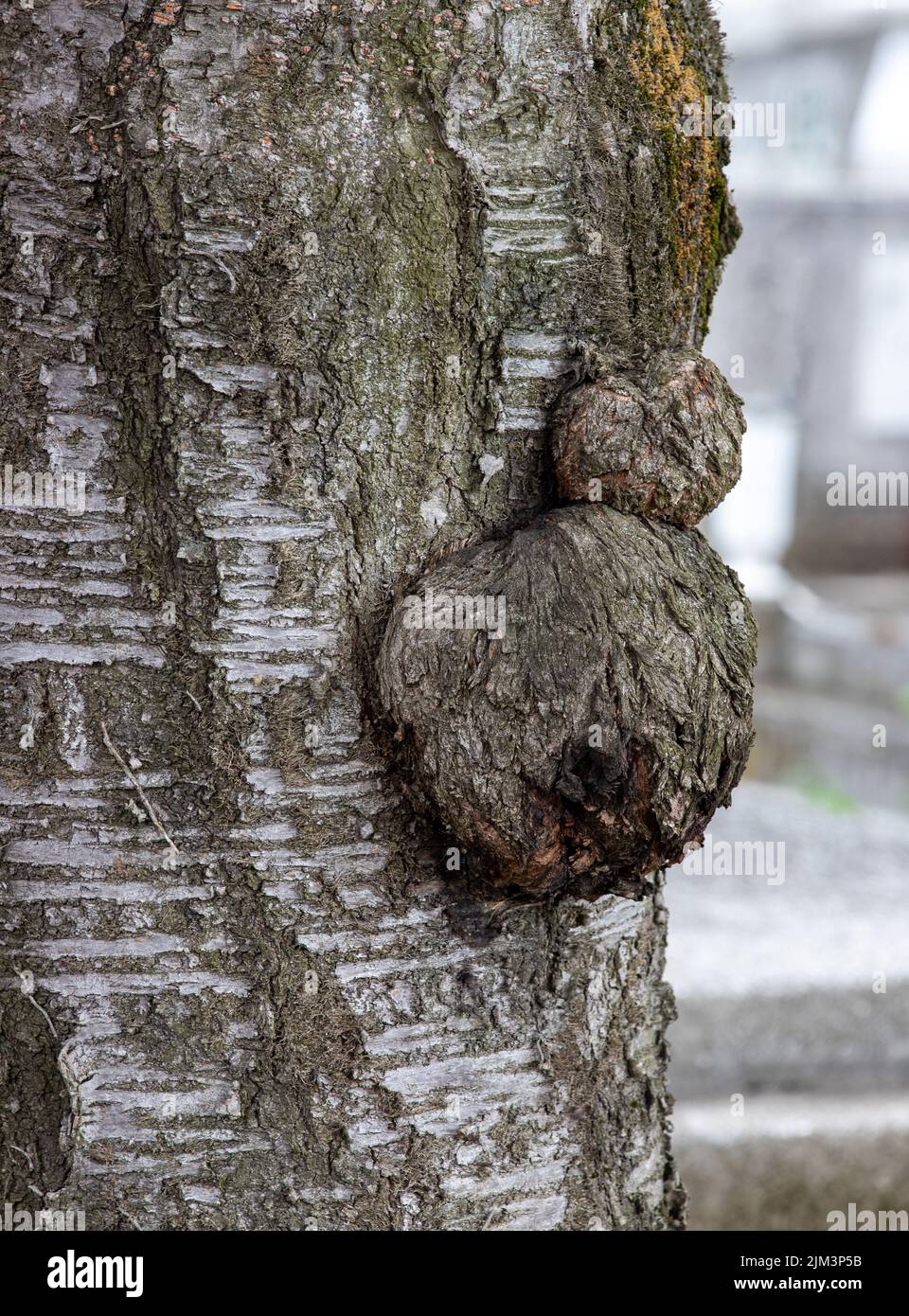 a close-up with an outgrowth on the trunk of a tree, tumor, forest ...