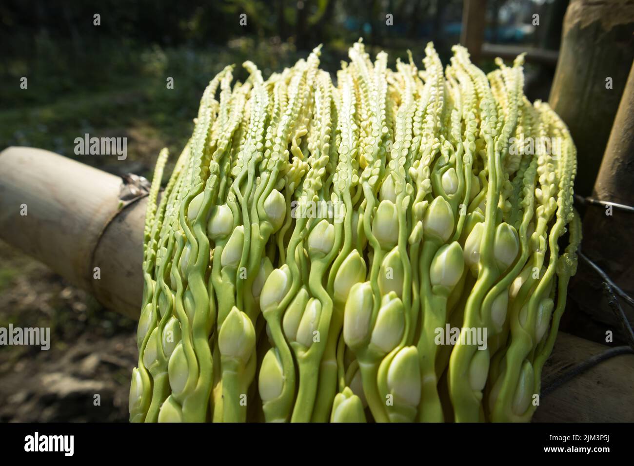 Areca palm seeds also known as arecanut in a winter morning and dew ...